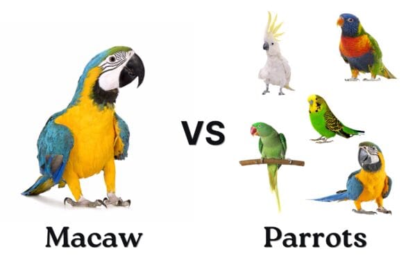 Crow vs. Raven: What’s the Difference?