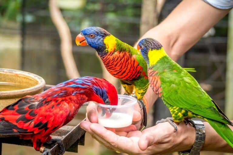 What Do Pet Parrots Eat? – Parrot Feeding & FAQs