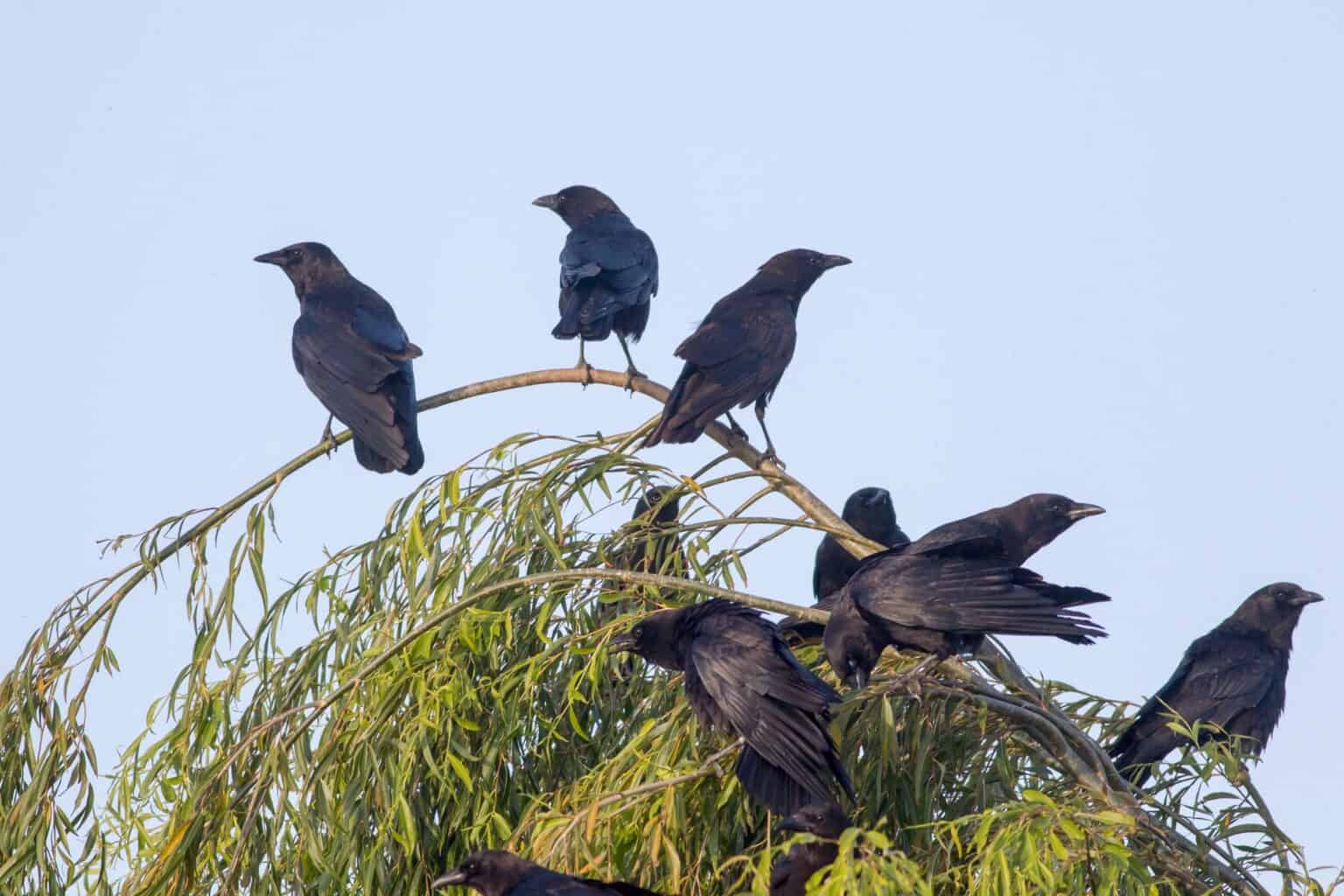 Why Do Crows Gather and Caw in Large Groups?