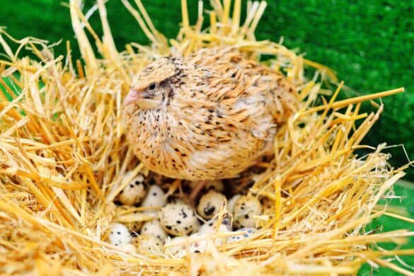 The Ultimate Guide to Incubating and Hatching Quail Eggs