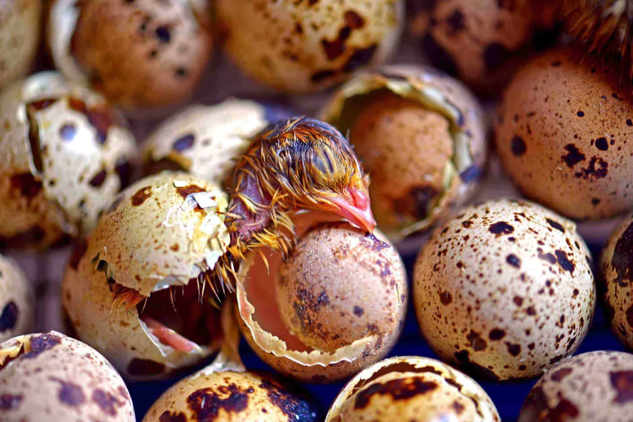 The Ultimate Guide to Incubating and Hatching Quail Eggs
