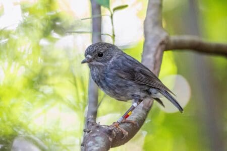 17 Different Types of Robin Birds - Bird Helpful