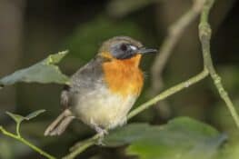 17 Different Types of Robin Birds - Bird Helpful
