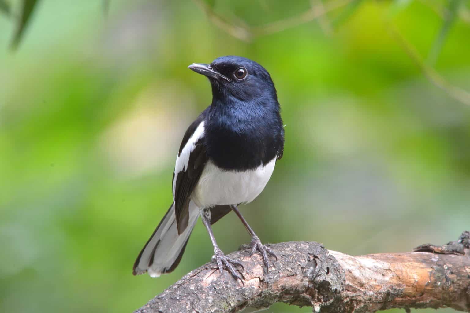 17 Different Types of Robin Birds - Bird Helpful