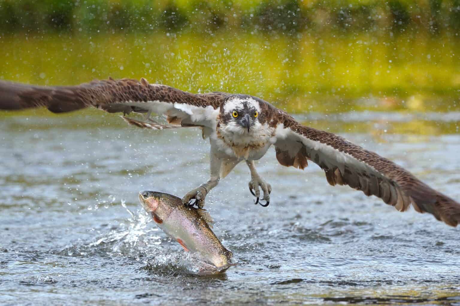 What Do Hawks Eat? - Hawk Diet & FAQs