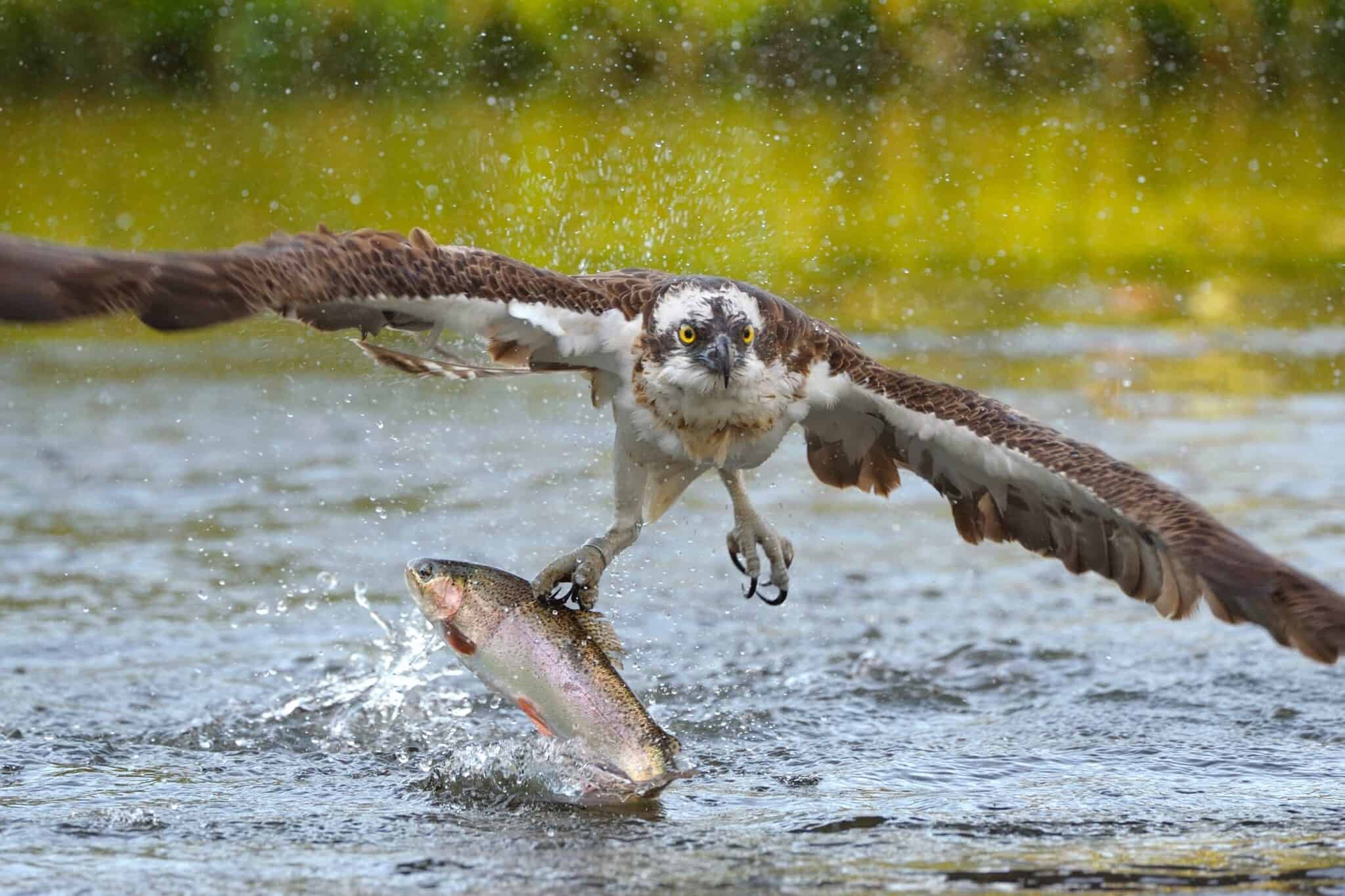 What Do Hawks Eat? - Hawk Diet & FAQs