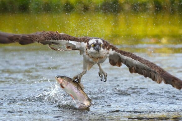 What Do Hawks Eat? - Hawk Diet & FAQs