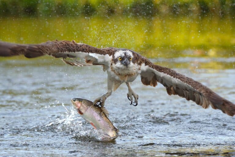 What Do Hawks Eat? - Hawk Diet & FAQs