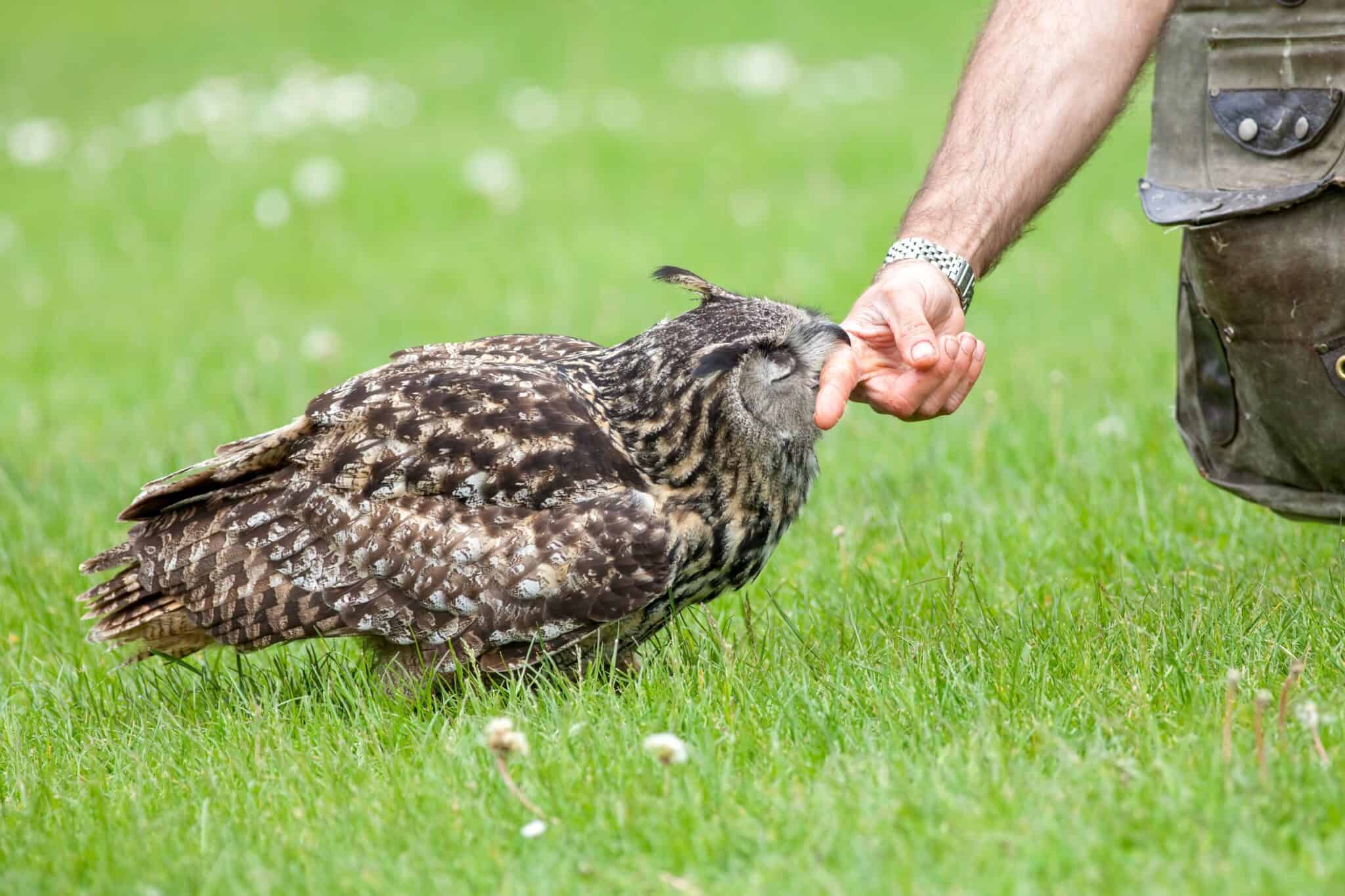 Are Owls Dangerous? Do They Attack Humans?