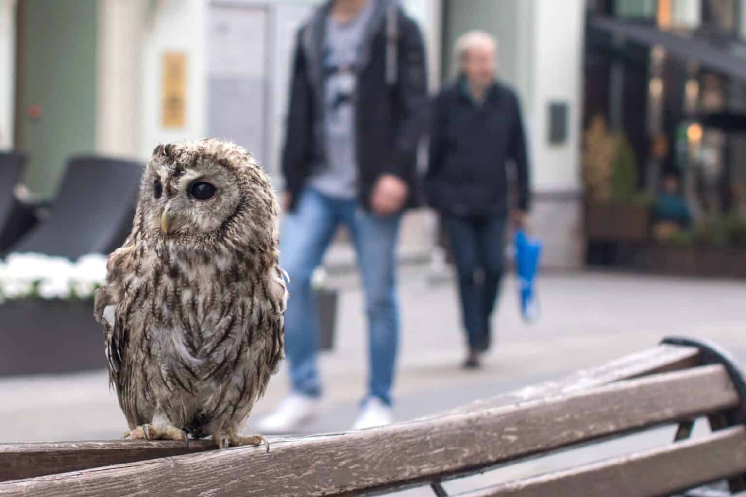 Are Owls Dangerous? Do They Attack Humans?