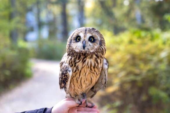 Are Owls Dangerous? Do They Attack Humans?