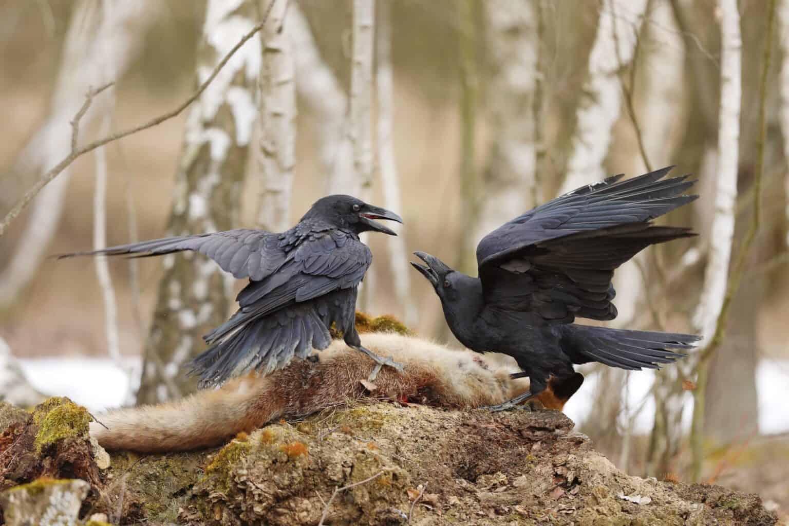 Can Ravens Talk Like Parrots? (And How Do They Talk?)