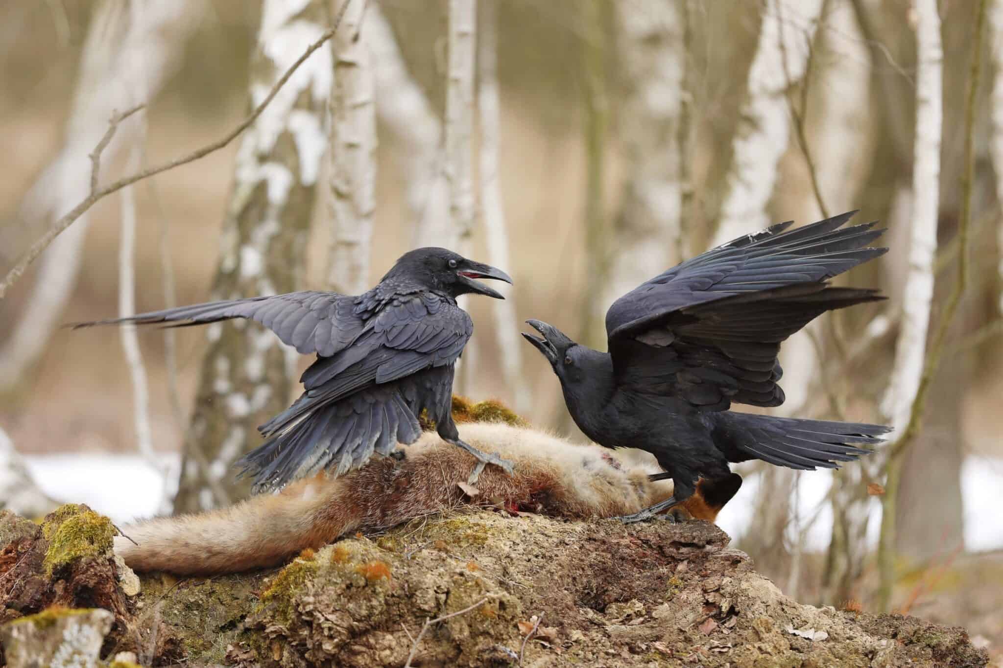 Blackbirds vs. Crows vs. Ravens: What's the Difference?