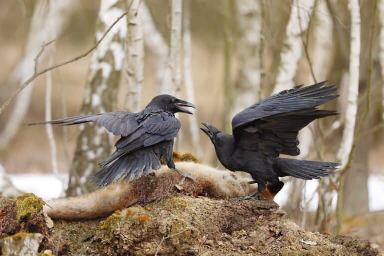 Can Ravens Talk Like Parrots? (And How Do They Talk?)