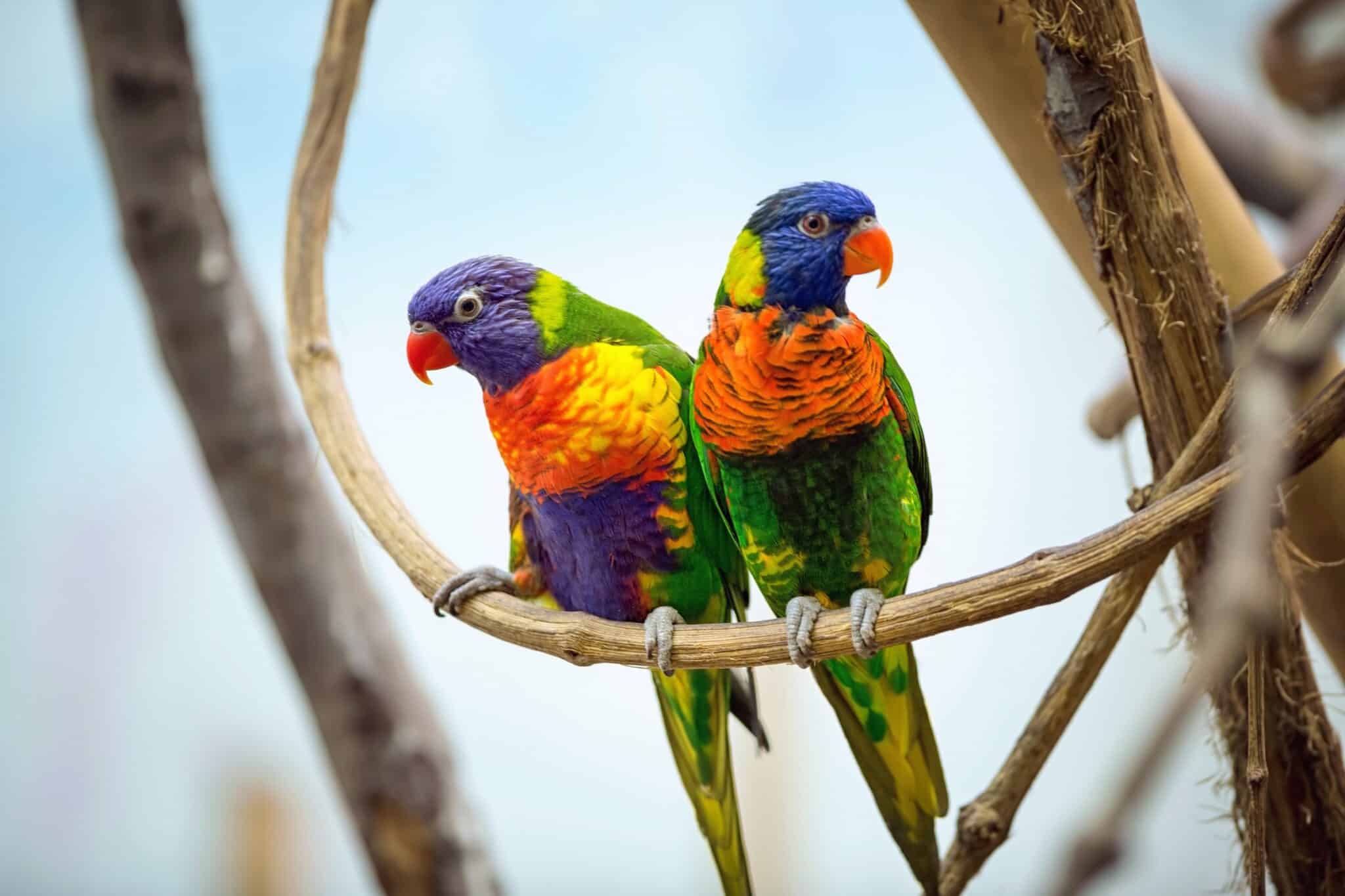 Macaw vs. Parrot: What’s the Difference?