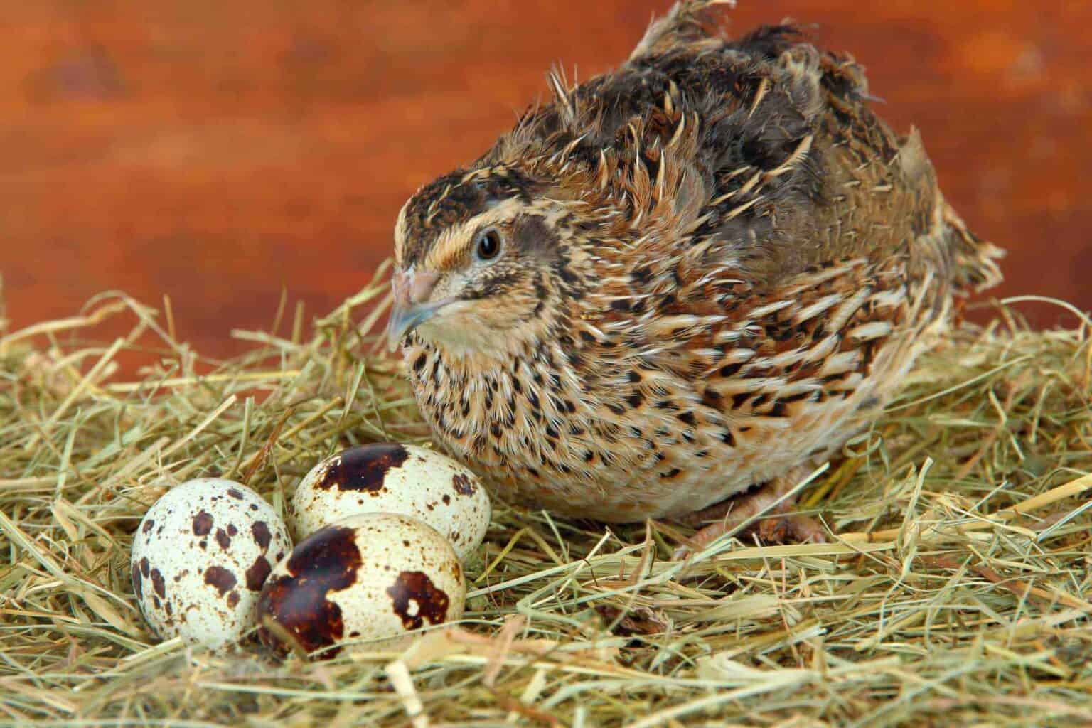 The Ultimate Guide to Incubating and Hatching Quail Eggs