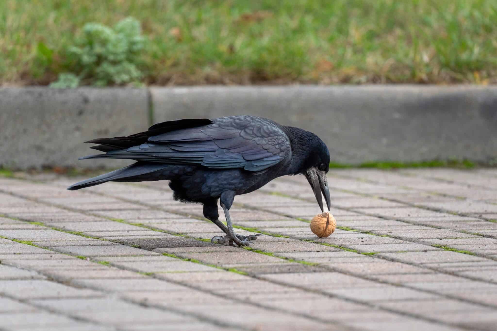 What Do Ravens Eat? (Raven Diet & FAQs)
