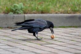 What Do Ravens Eat? (Raven Diet & FAQs)