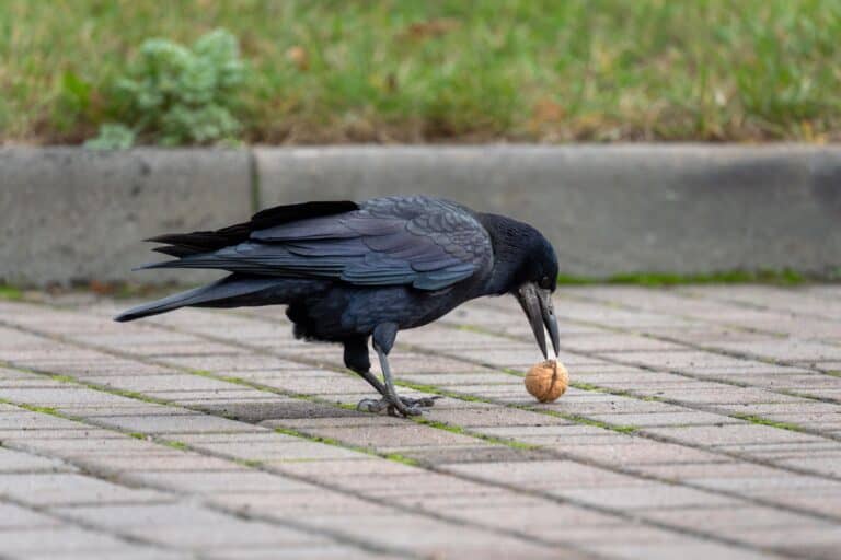 What Do Ravens Eat? (Raven Diet & FAQs)