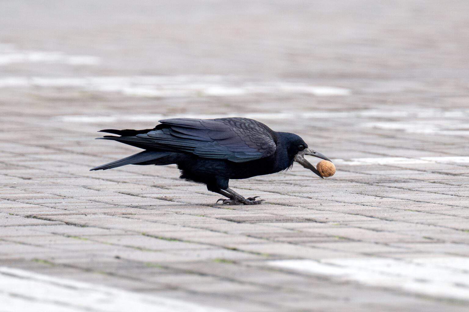 What Do Ravens Eat? (Raven Diet & FAQs)