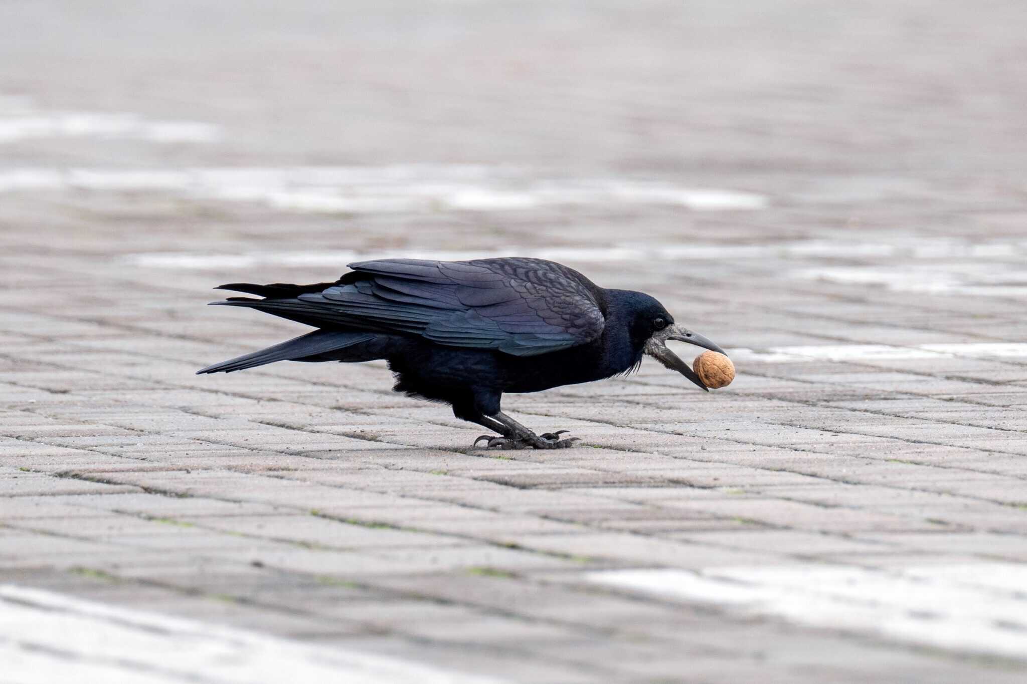 What Do Ravens Eat? (Raven Diet & FAQs)