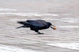 What Do Ravens Eat? (Raven Diet & FAQs)