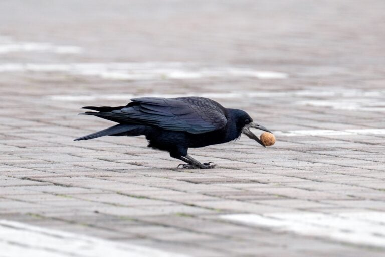 What Do Ravens Eat? (Raven Diet & FAQs)