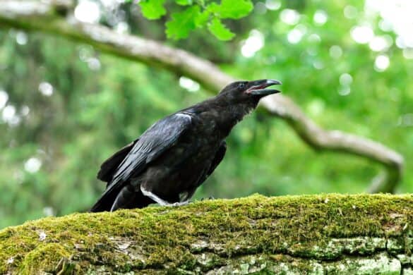 Can Ravens Talk Like Parrots? (And How Do They Talk?)