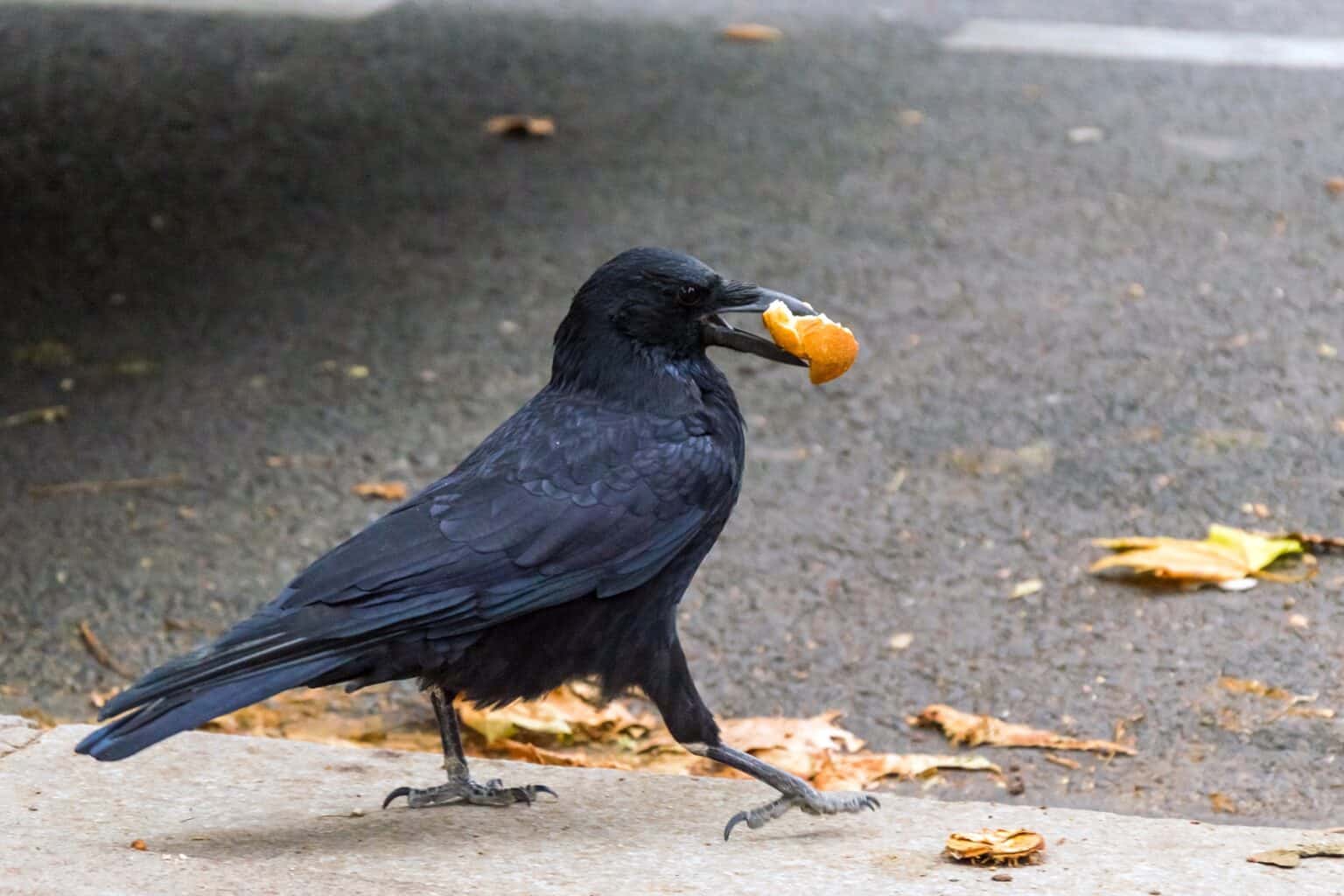 What Do Ravens Eat? (Raven Diet & FAQs)