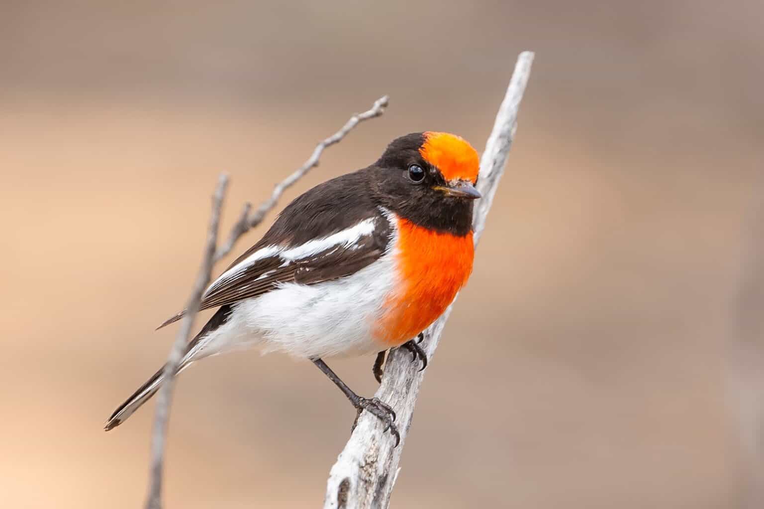 17 Different Types of Robin Birds - Bird Helpful