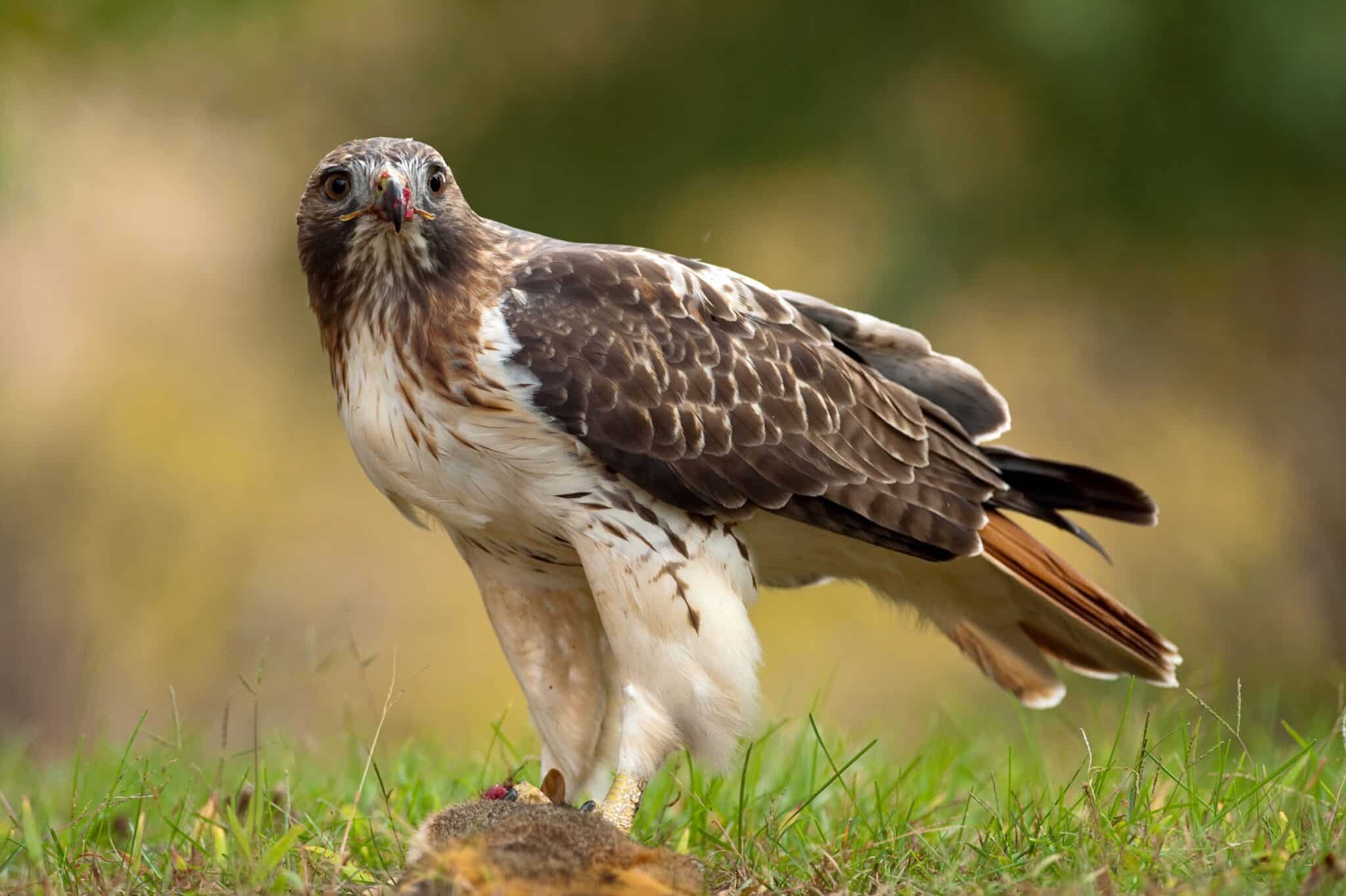 What Do Hawks Eat? - Hawk Diet & FAQs