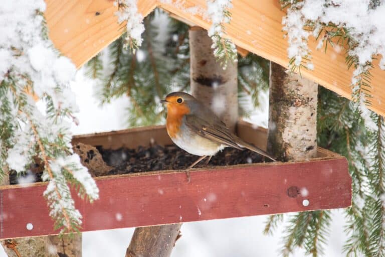 Do Robins Migrate? (Robin Migration Explained)