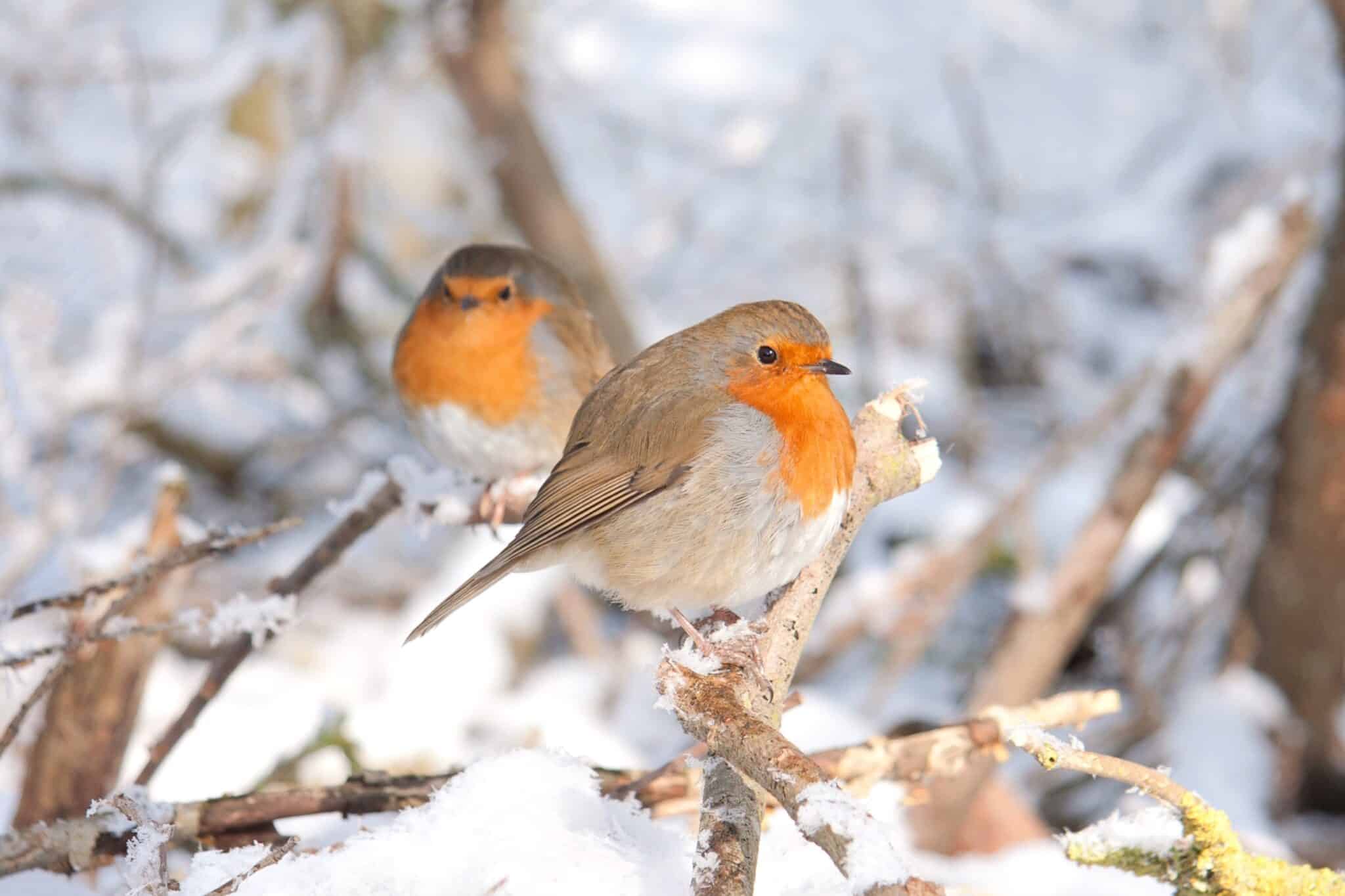 17 Different Types of Robin Birds - Bird Helpful