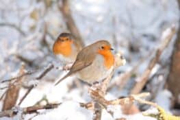 17 Different Types of Robin Birds - Bird Helpful