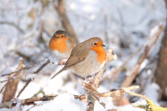 17 Different Types of Robin Birds - Bird Helpful