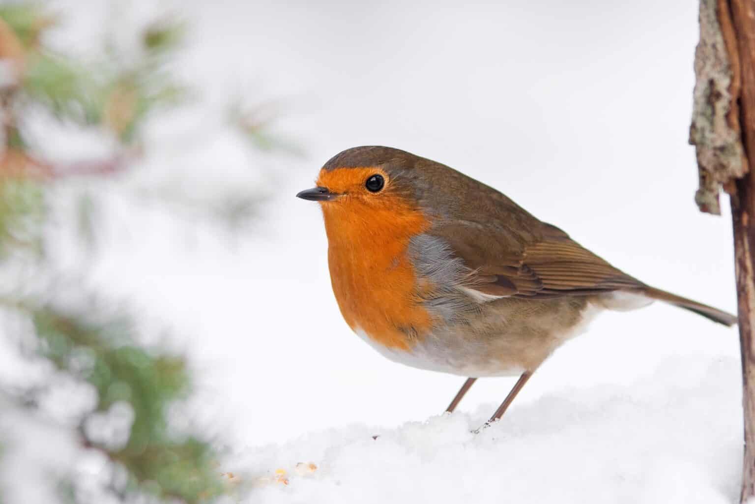 Do Robins Migrate? (Robin Migration Explained)