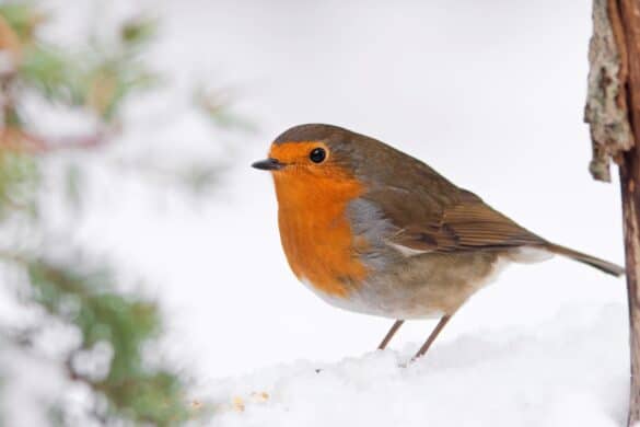 Do Robins Migrate? (Robin Migration Explained)