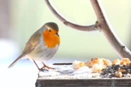 Do Robins Migrate? (Robin Migration Explained)