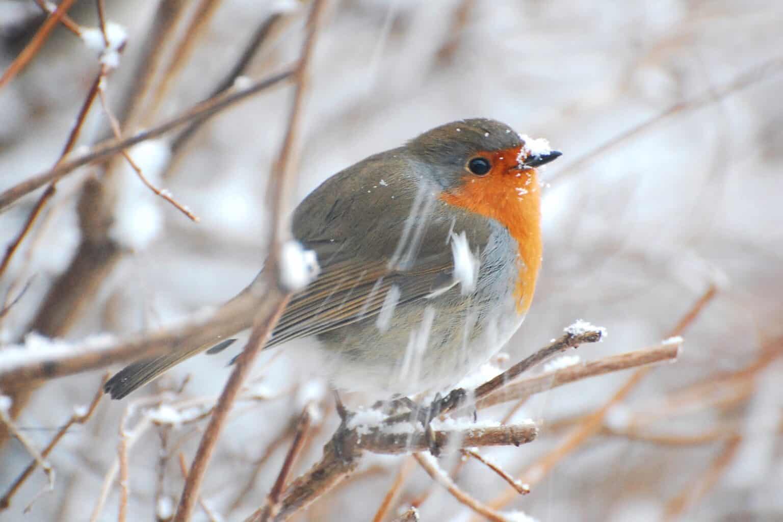 Do Robins Migrate? (Robin Migration Explained)