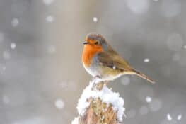 Do Robins Migrate? (Robin Migration Explained)