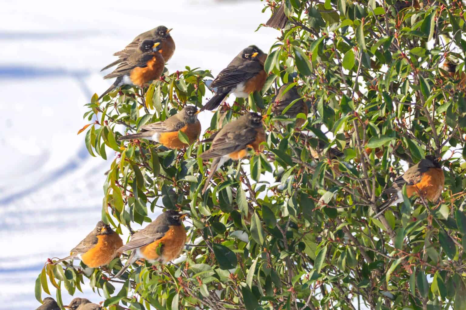 Do Robins Migrate? (Robin Migration Explained)