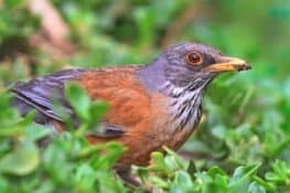 17 Different Types of Robin Birds - Bird Helpful