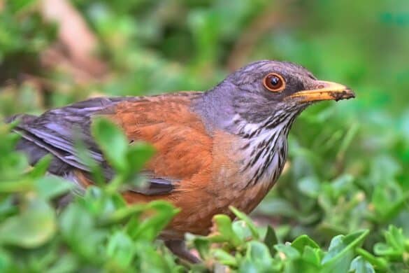 17 Different Types of Robin Birds - Bird Helpful