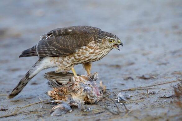 What Do Hawks Eat? - Hawk Diet & FAQs