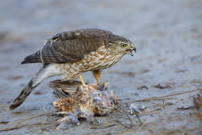 What Do Hawks Eat? - Hawk Diet & FAQs