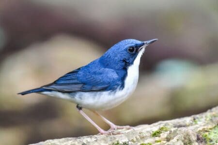 17 Different Types of Robin Birds - Bird Helpful