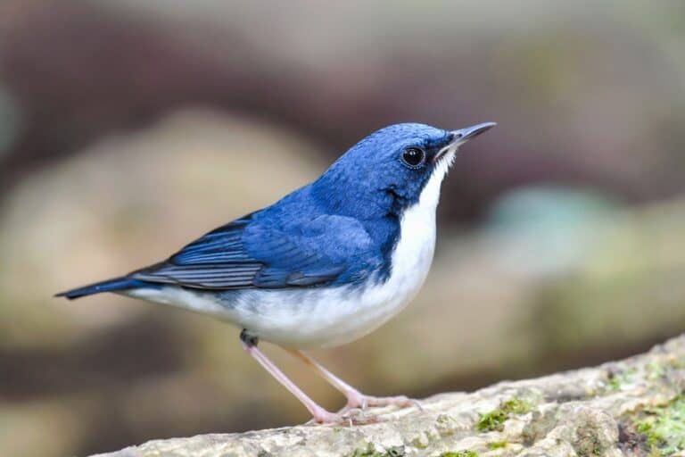 17 Different Types of Robin Birds - Bird Helpful