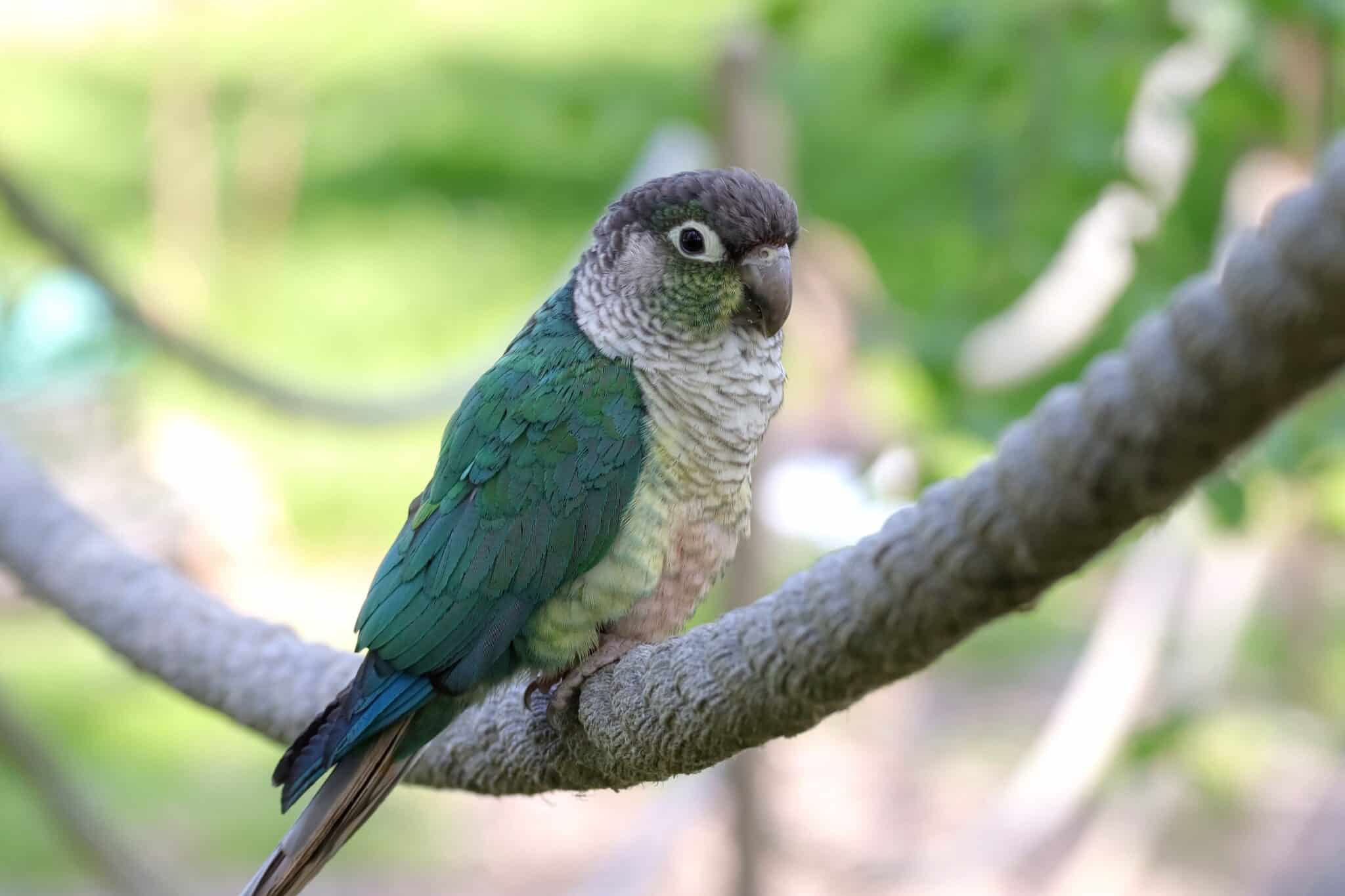 Turquoise Green Cheek Conure: Species Profile & Pictures