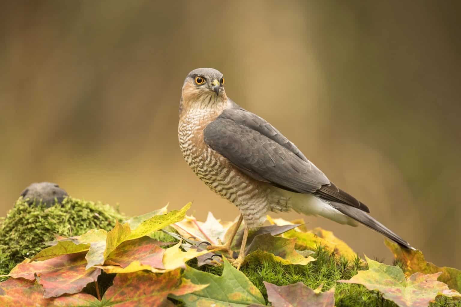 What Eats Hawks? A List of Hawk Predators