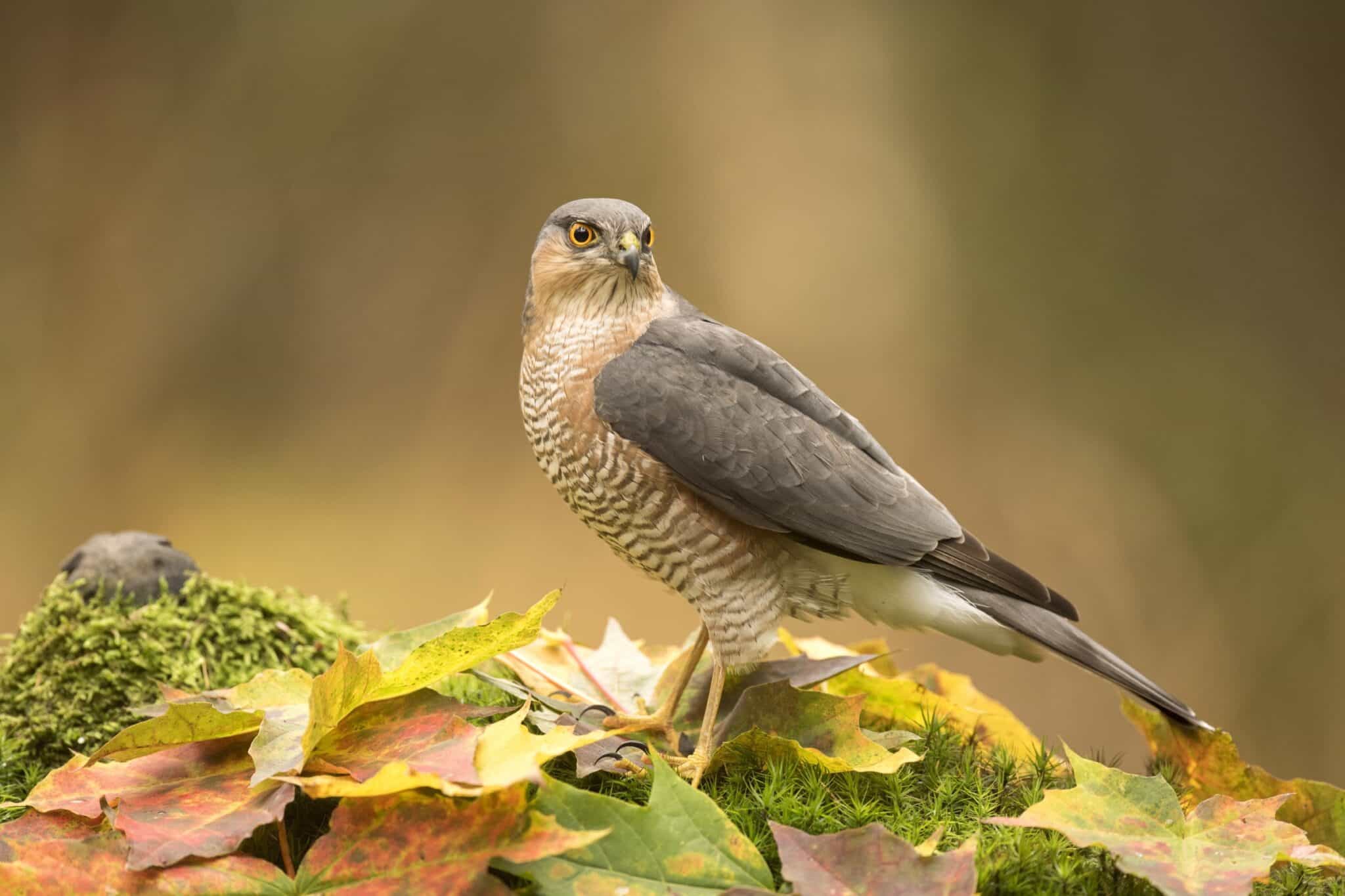 What Eats Hawks? A List of Hawk Predators